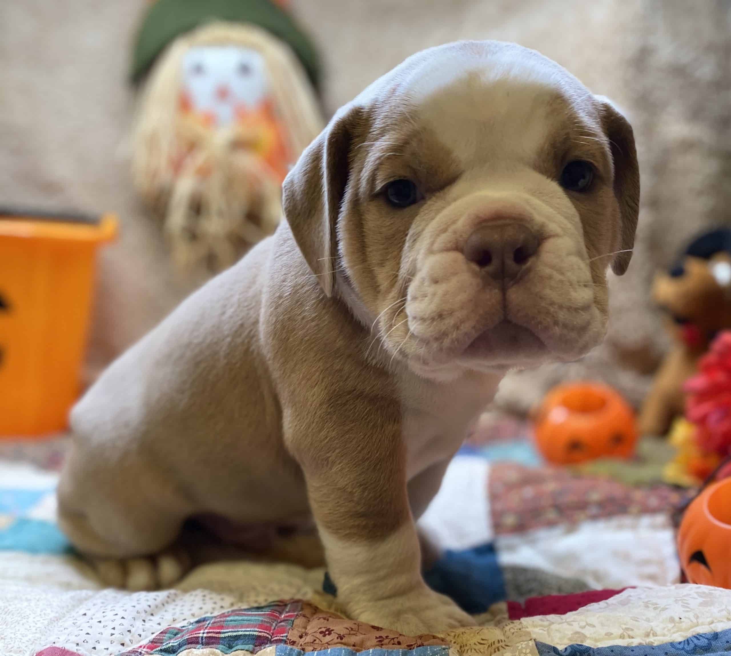 Buckeye AZ Bulldogges