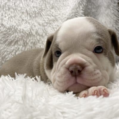 Buckeye AZ Bulldogges