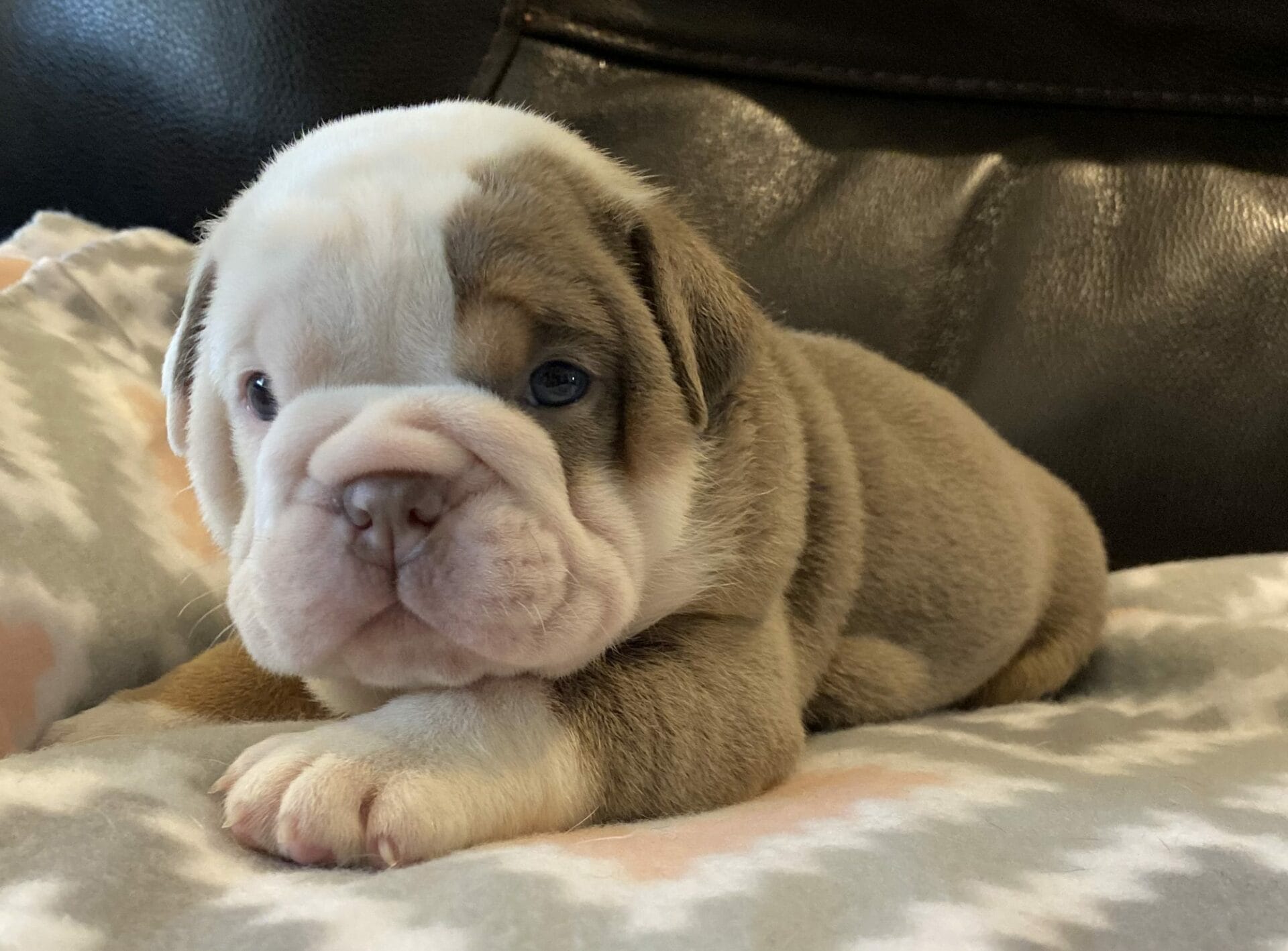 Buckeye AZ Bulldogges