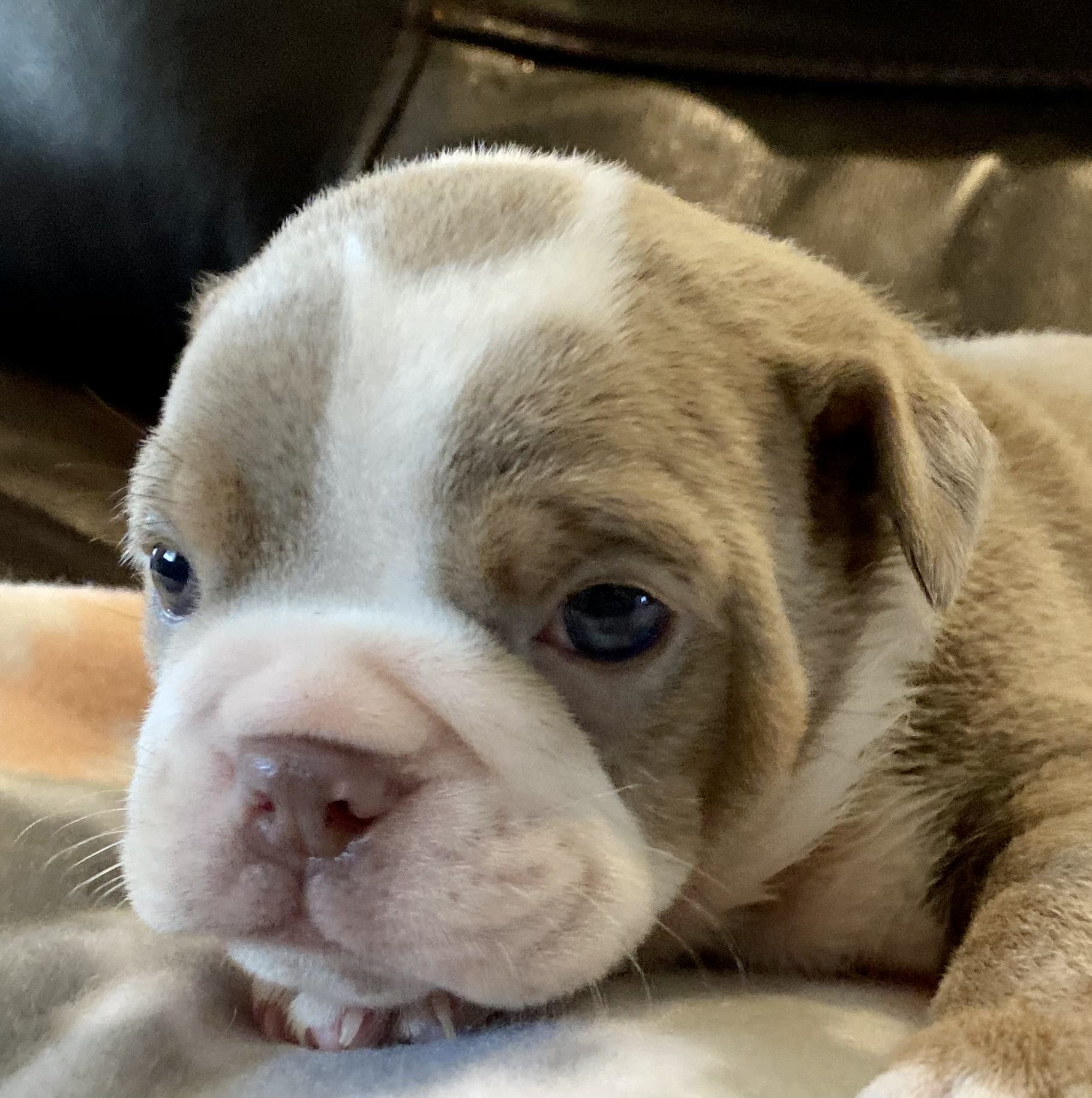 Buckeye AZ Bulldogges