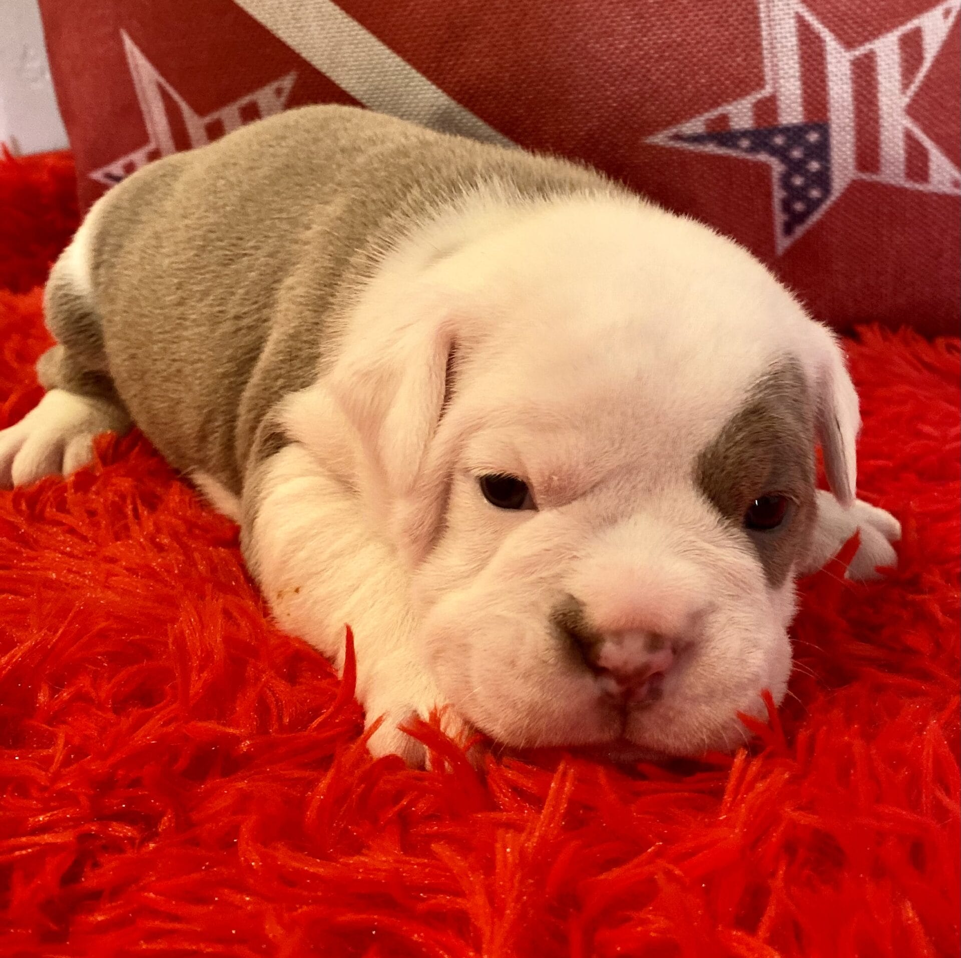 Buckeye AZ Bulldogges