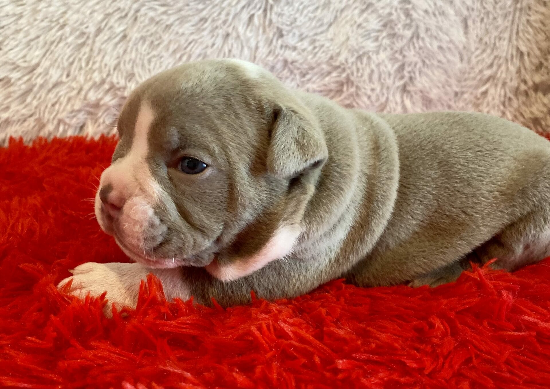 Buckeye AZ Bulldogges