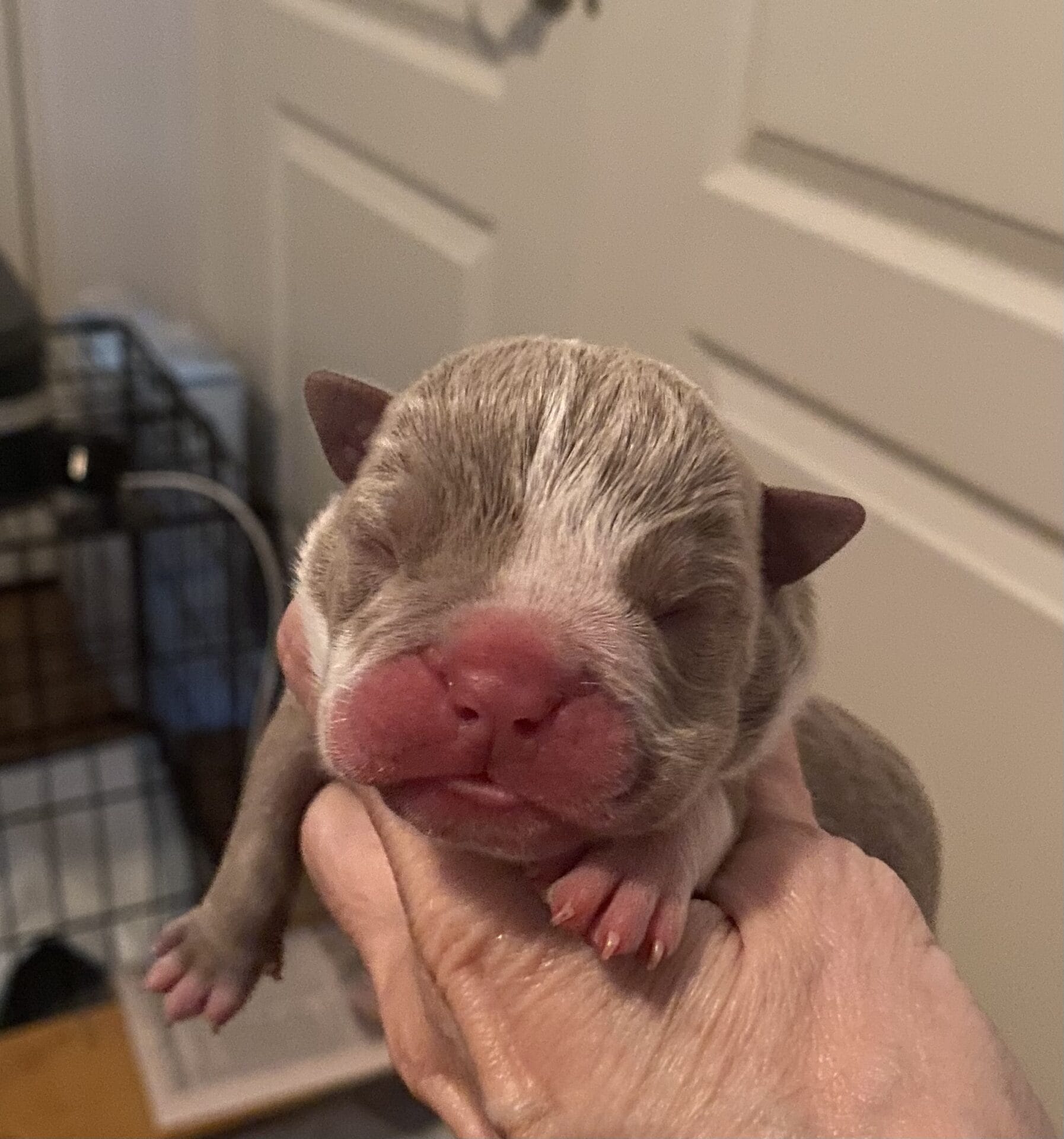 Buckeye AZ Bulldogges