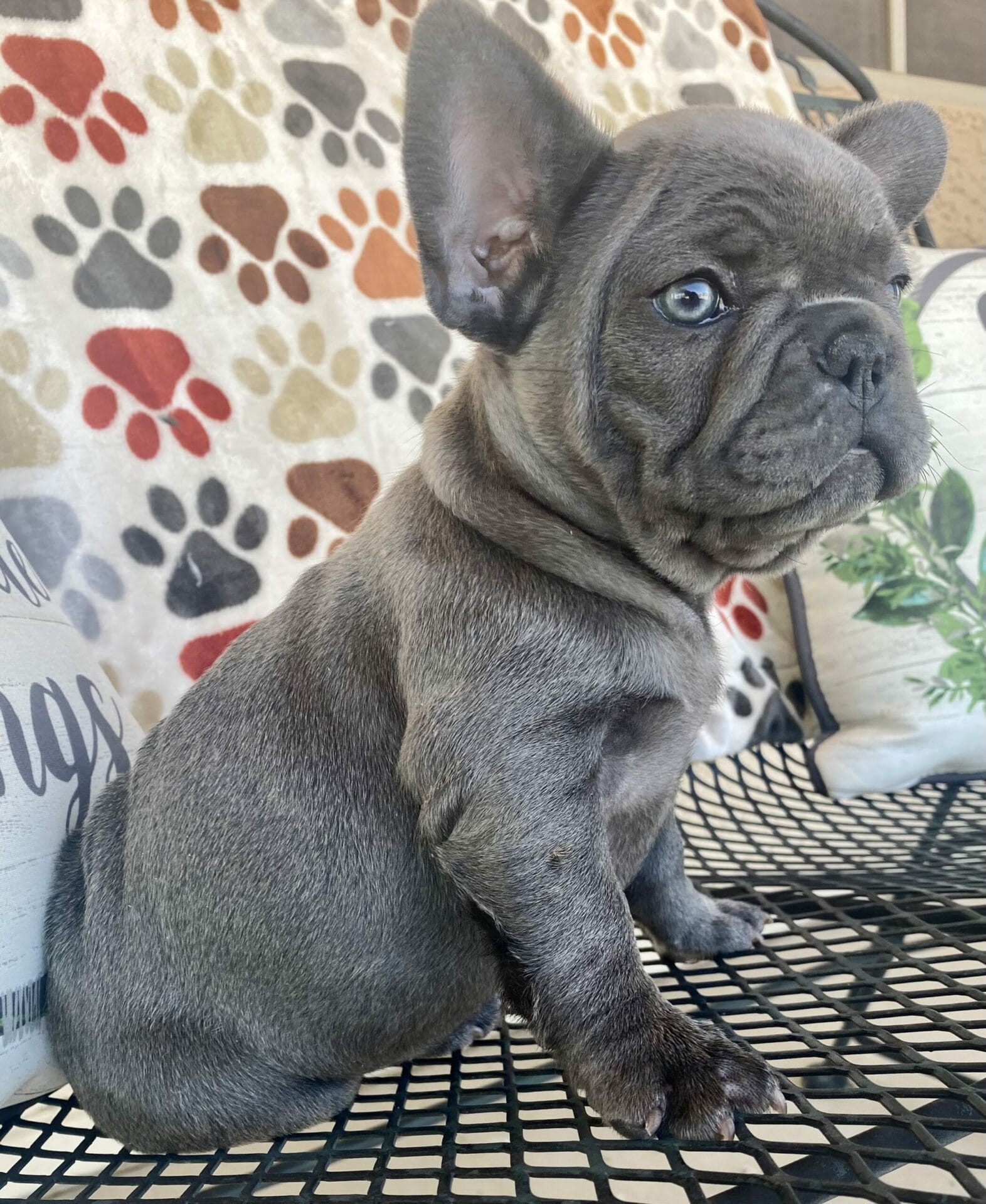 Buckeye AZ Bulldogges